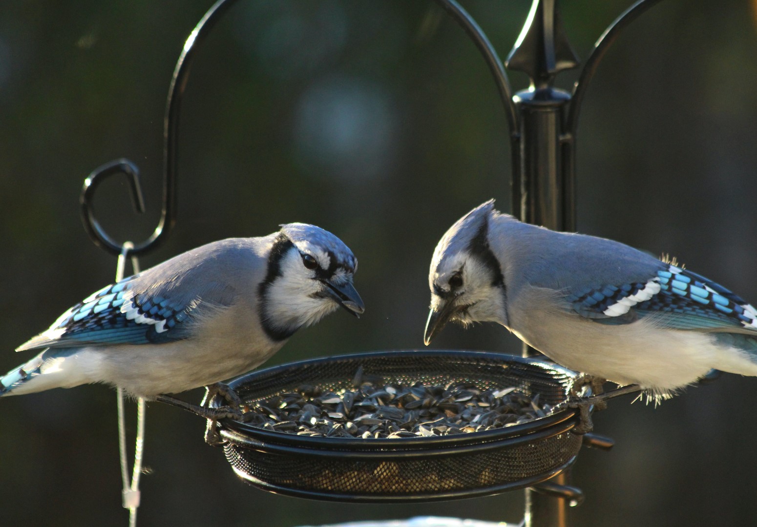 Bird Feeding Basics: Feeders & Foods Selection